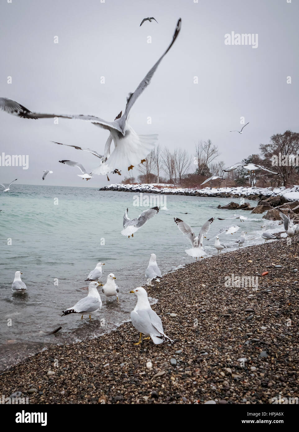 Snow birds flying over Lakeshore by Lake Ontario, Toronto, Canada Stock ...