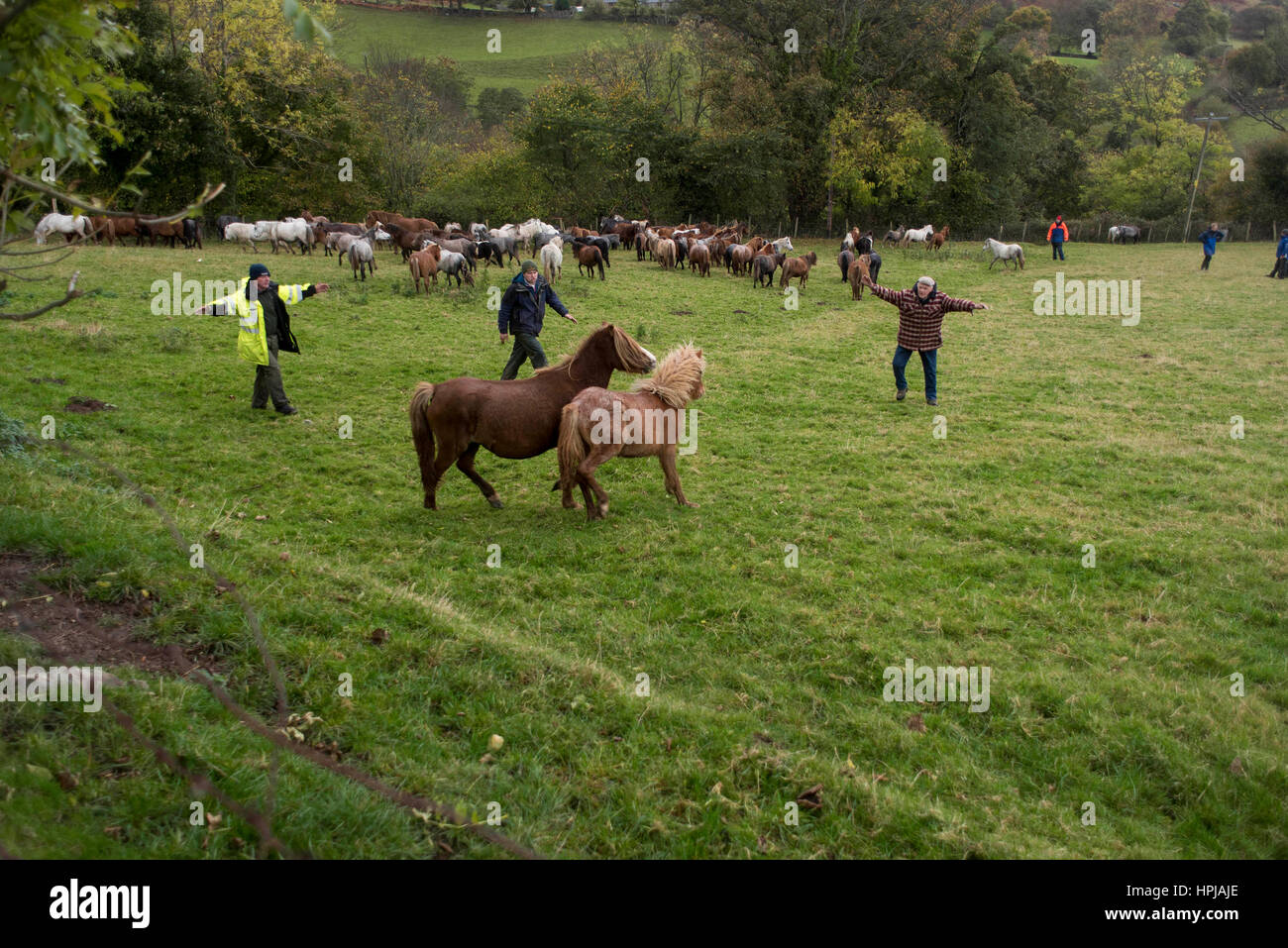 Wales, United Kingdom. October 18 2016. Carneddau ponies are pictured ...