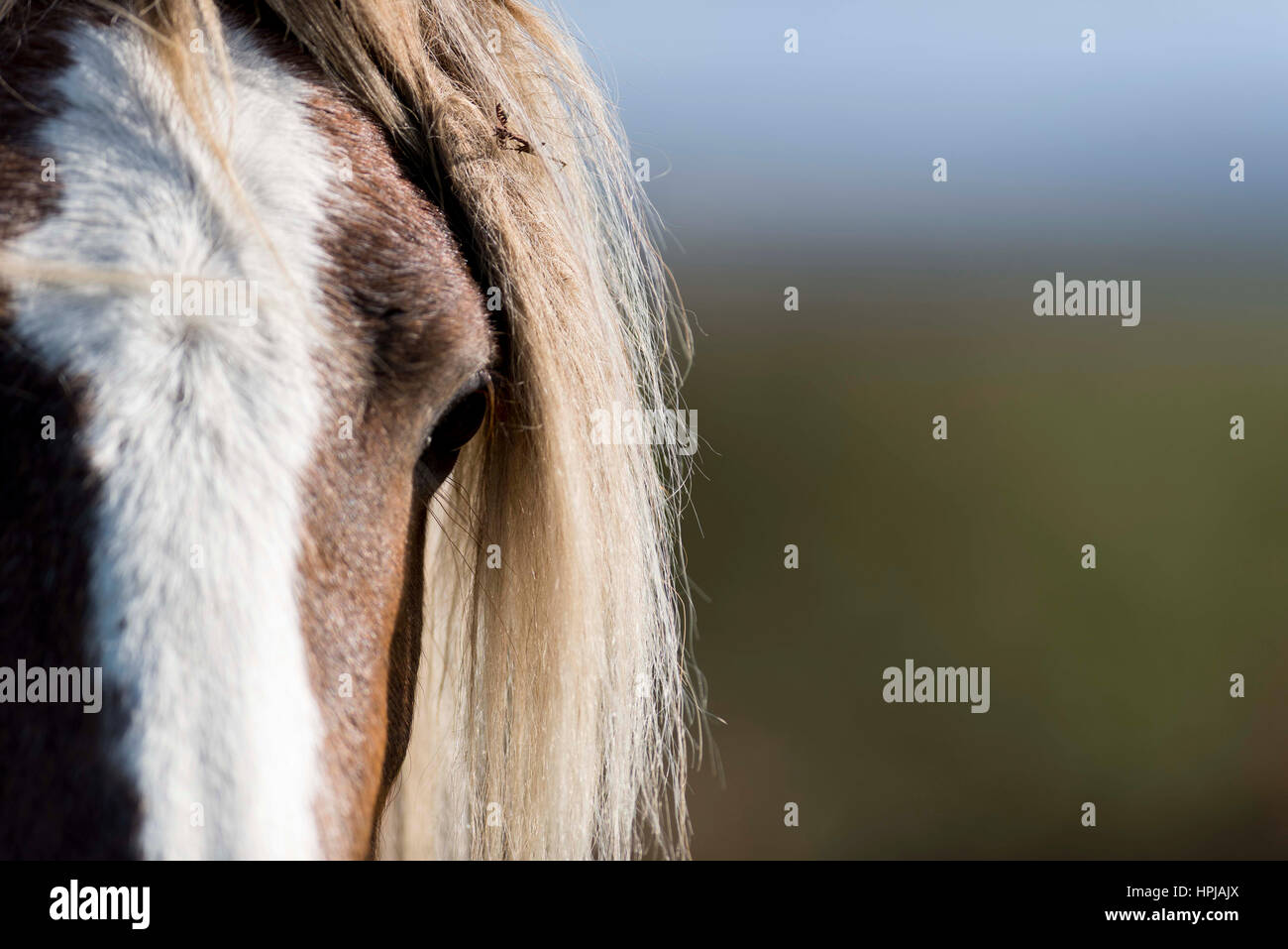 Gelligaer Common High Resolution Stock Photography and Images - Alamy