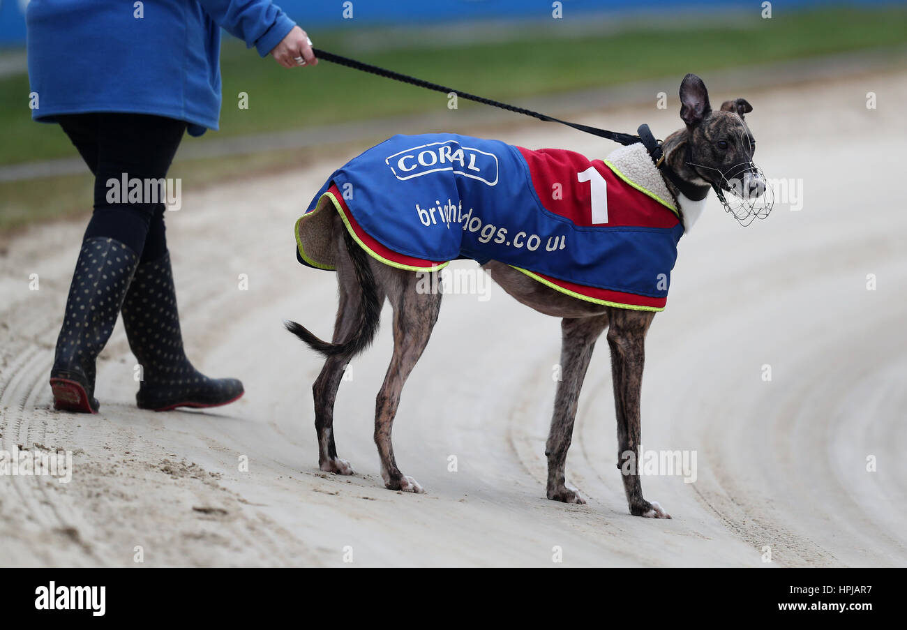 Greyhounds brighton hove greyhound stadium hi-res stock photography and ...