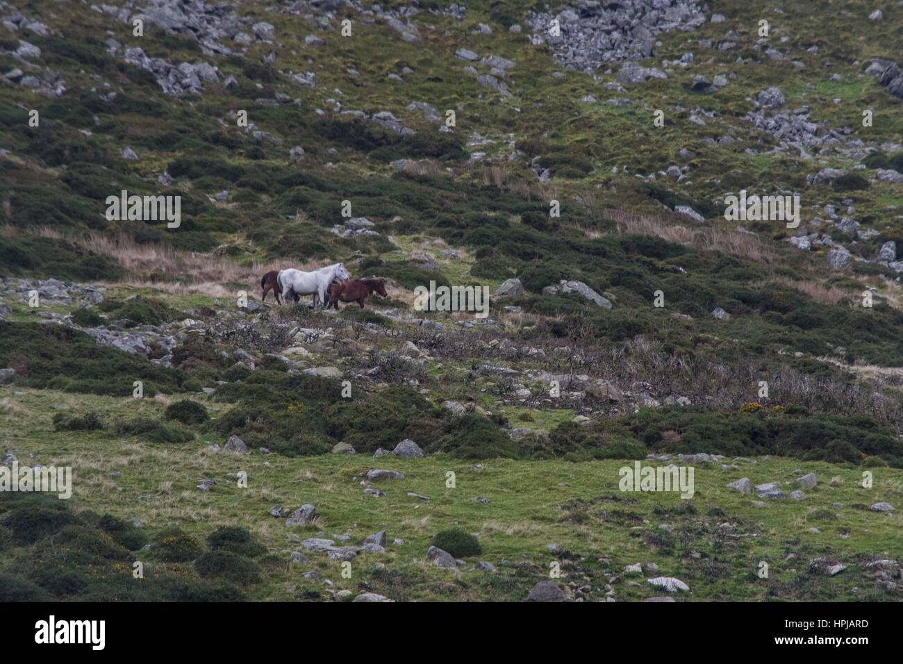 Carneddau pony hi-res stock photography and images - Alamy