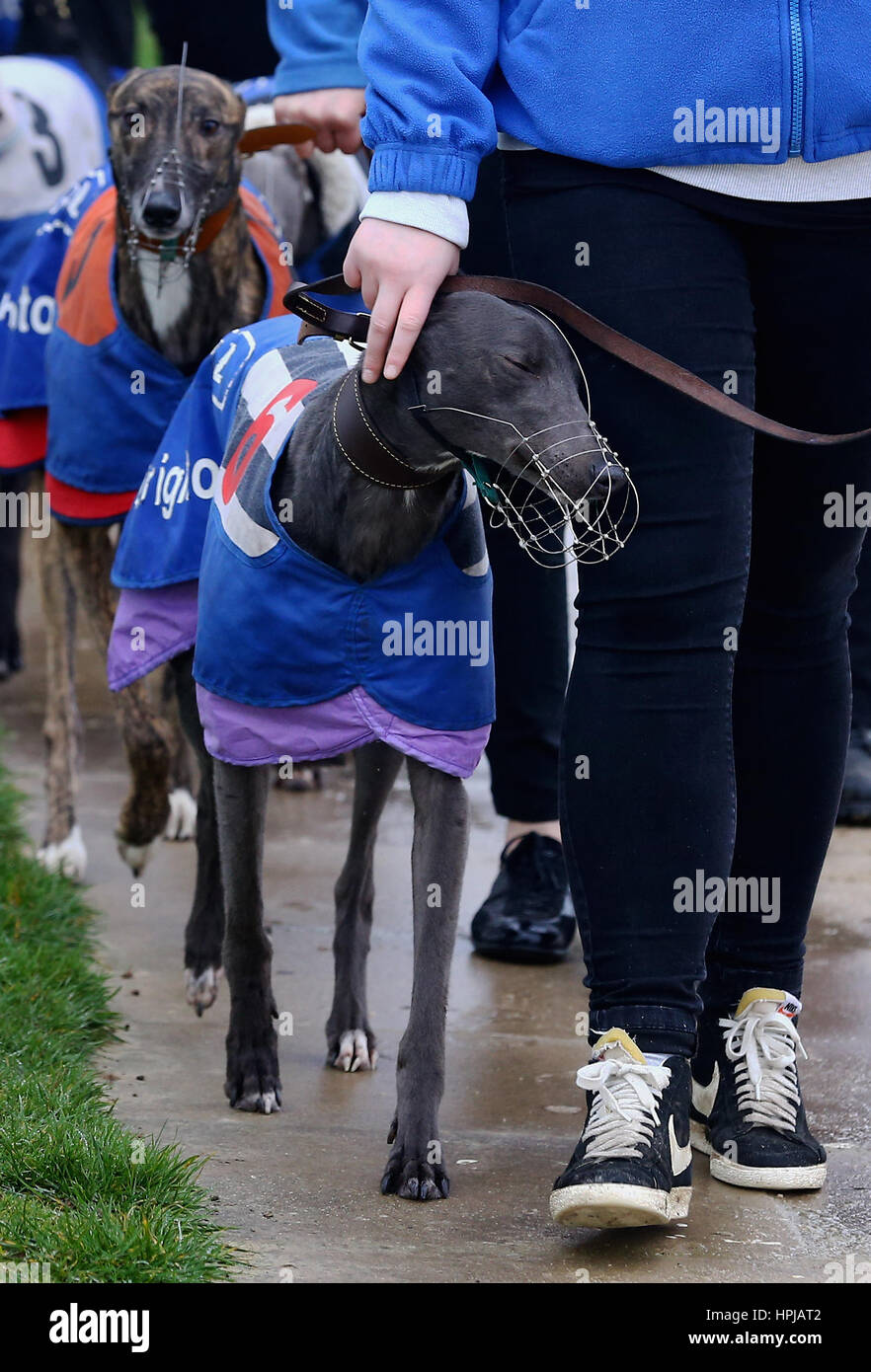 Competitors are paraded before racing at the Coral Brighton & Hove ...