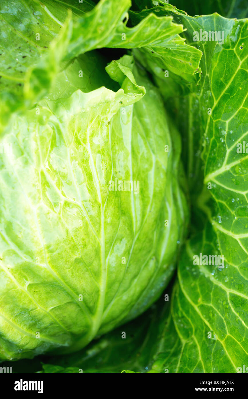 Organic cabbage hi-res stock photography and images - Alamy