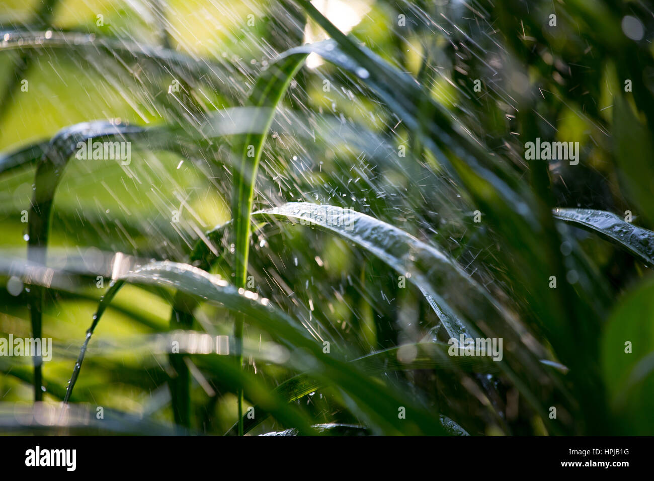 Water spray falling on green grass leaves. Shallow depth of field Stock ...
