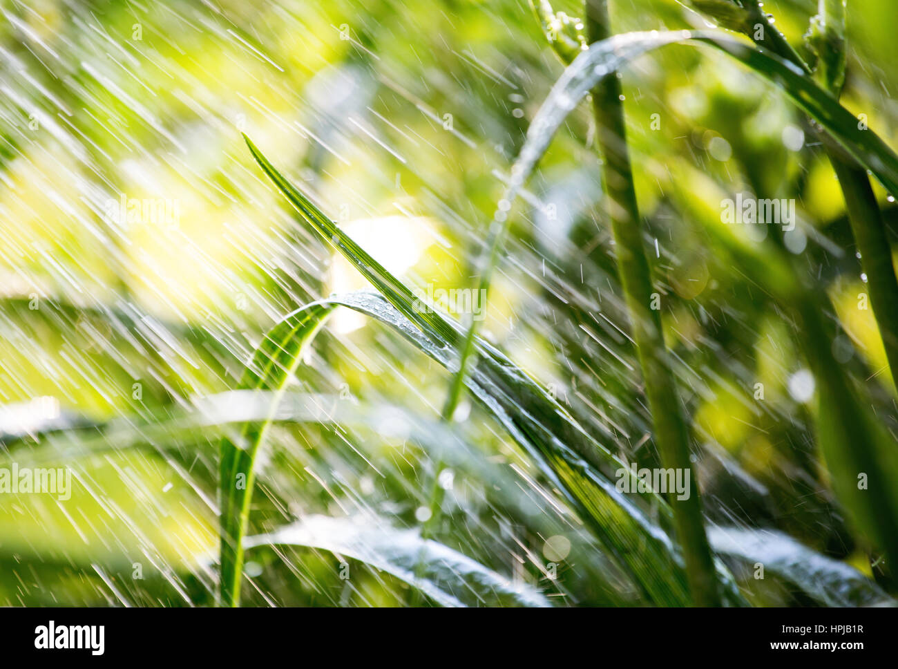 Watering garden. Water falling on bright green vegetation. Shallow ...