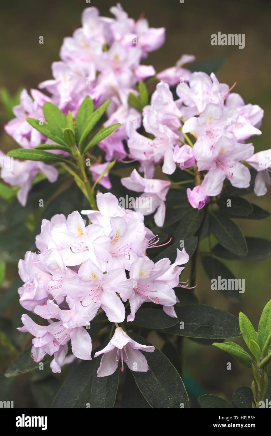 Blossoming rhododendron flowers in botanical garden in spring Stock ...