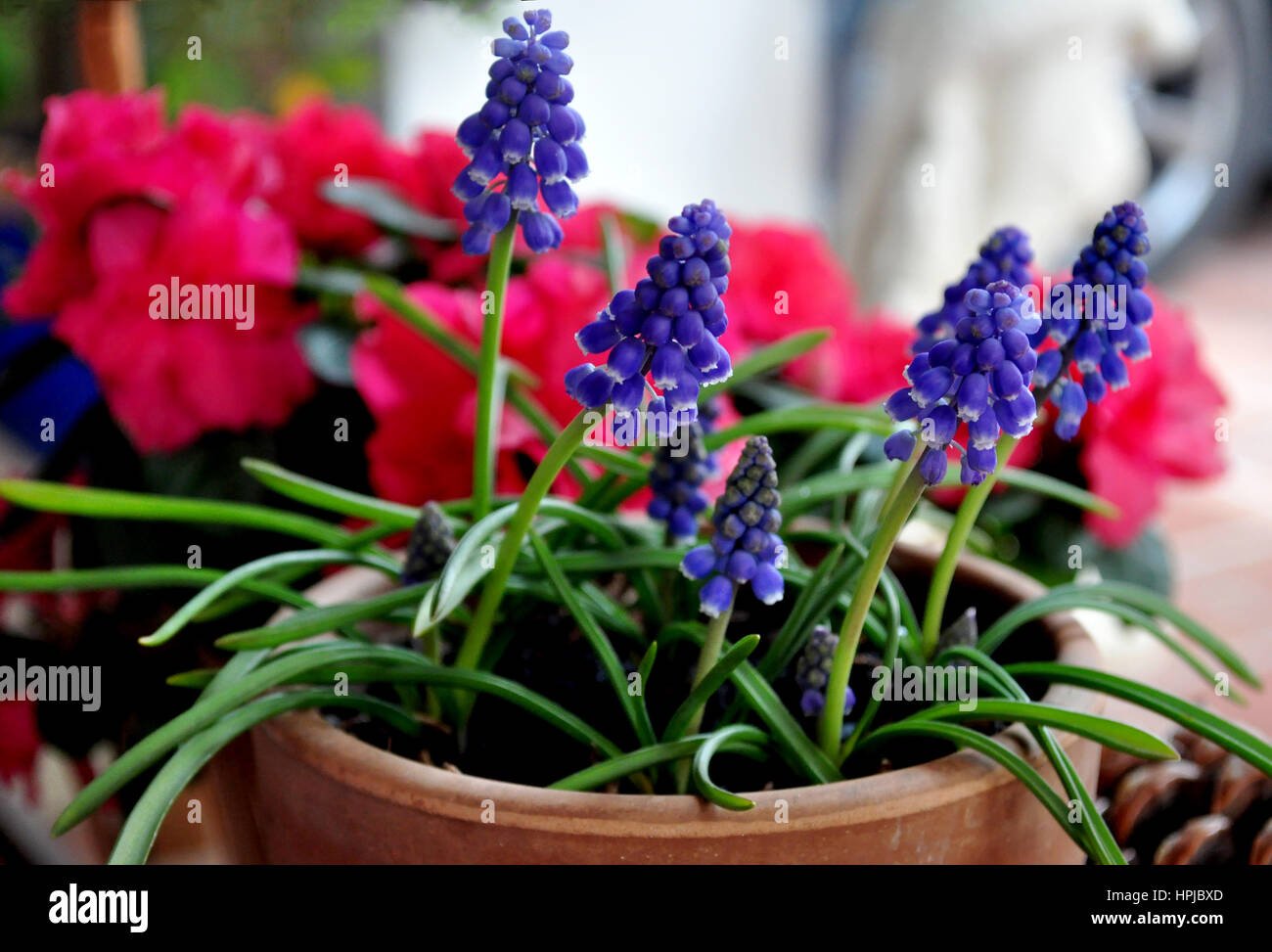 violet muscari in pot on azalea background Stock Photo - Alamy