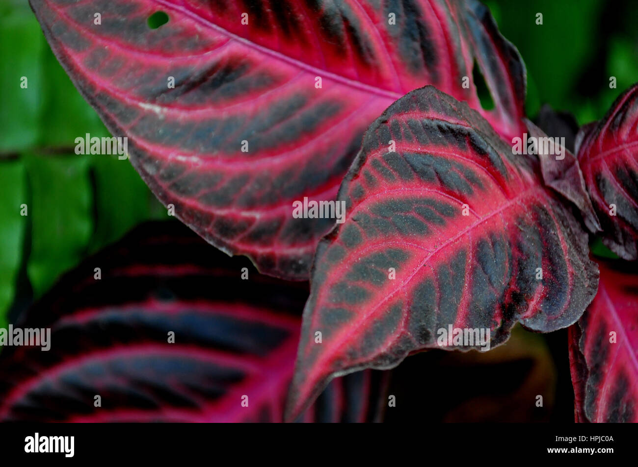 Beautiful dark red coleus leaves hi-res stock photography and images ...