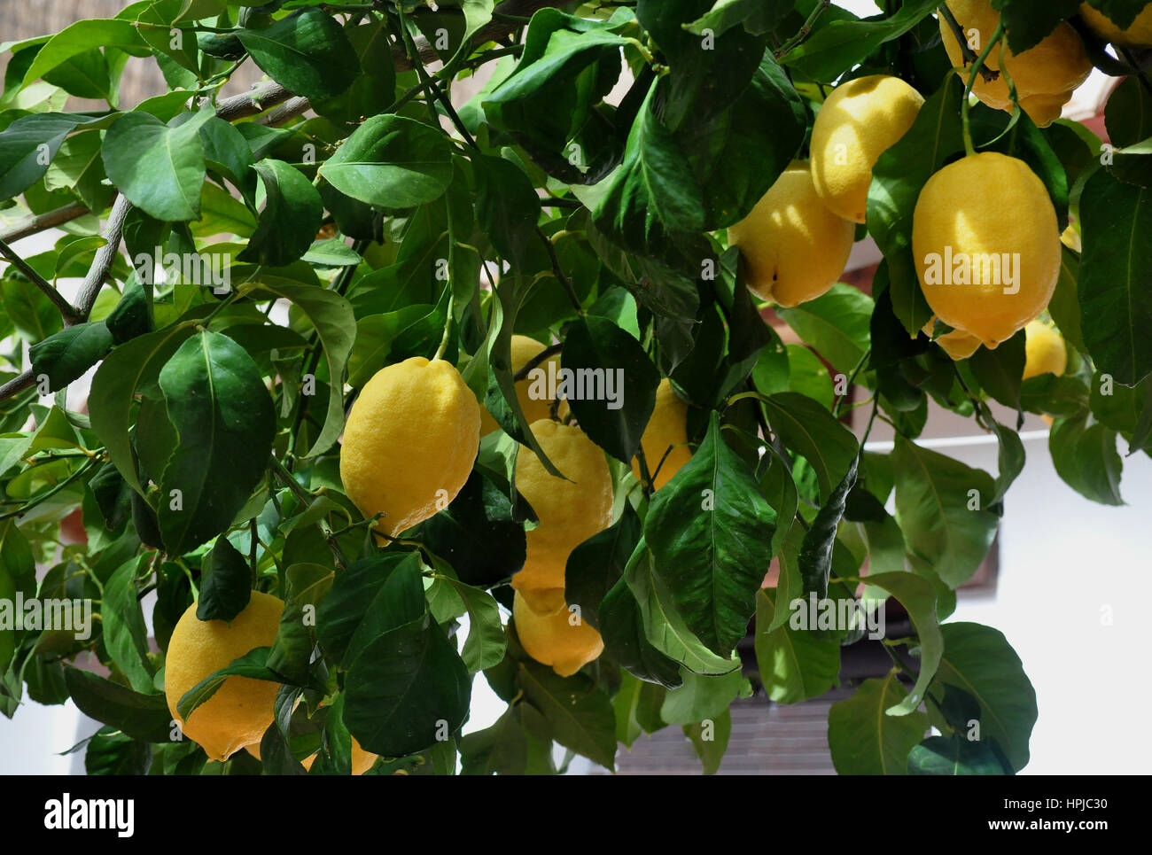 natural yellow lemons on branch Stock Photo - Alamy