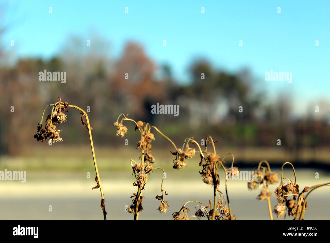 Withered flowers in winter Stock Photo - Alamy