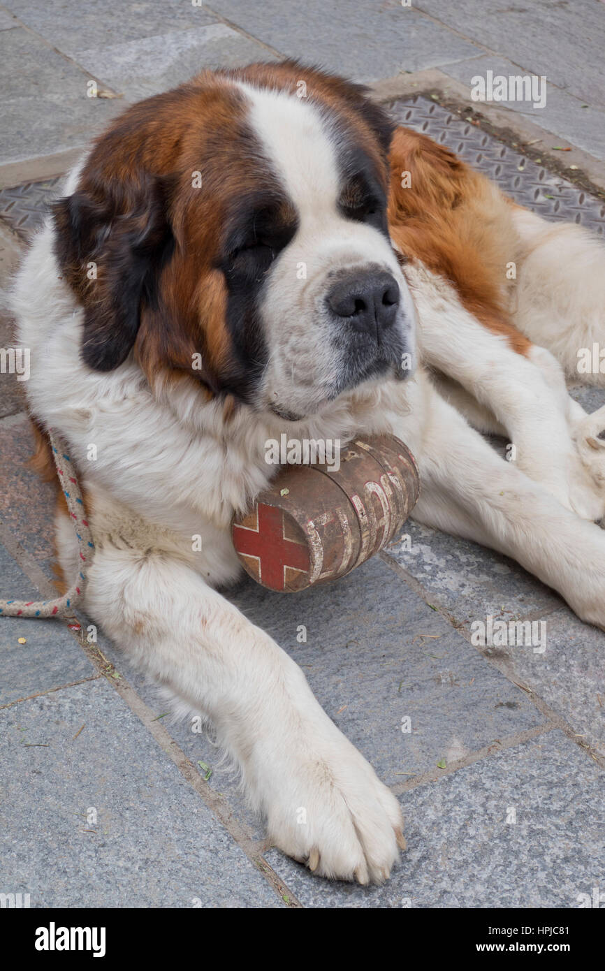 St. Bernard mountain rescue dog in the Swiss-style Civic Centre of ...