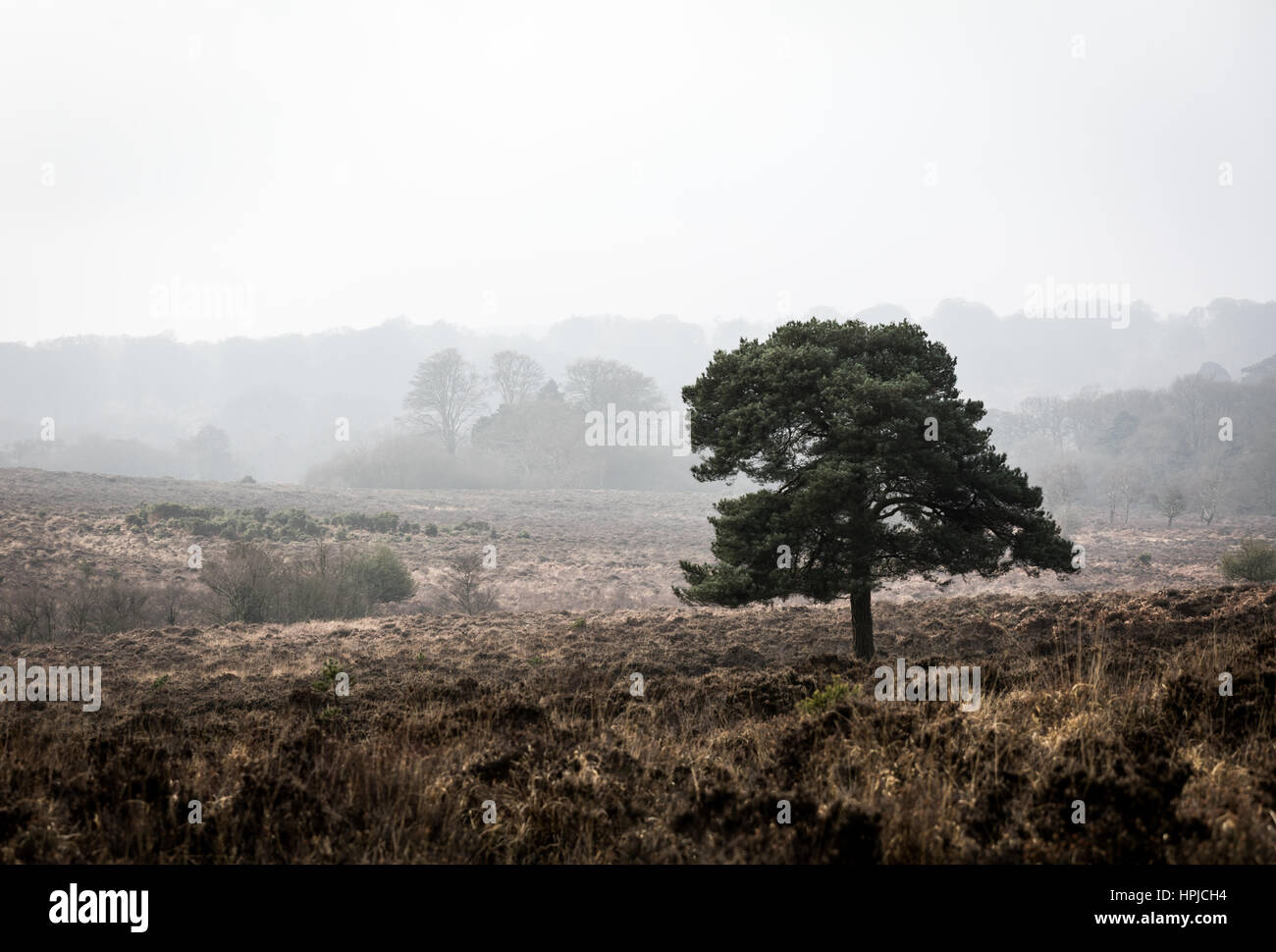 New Forest Mist Stock Photo - Alamy