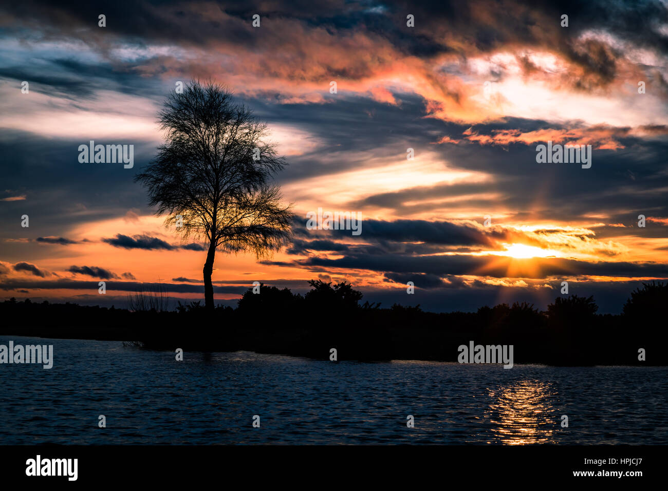 spring sunset on the new forest in hampshire Stock Photo - Alamy