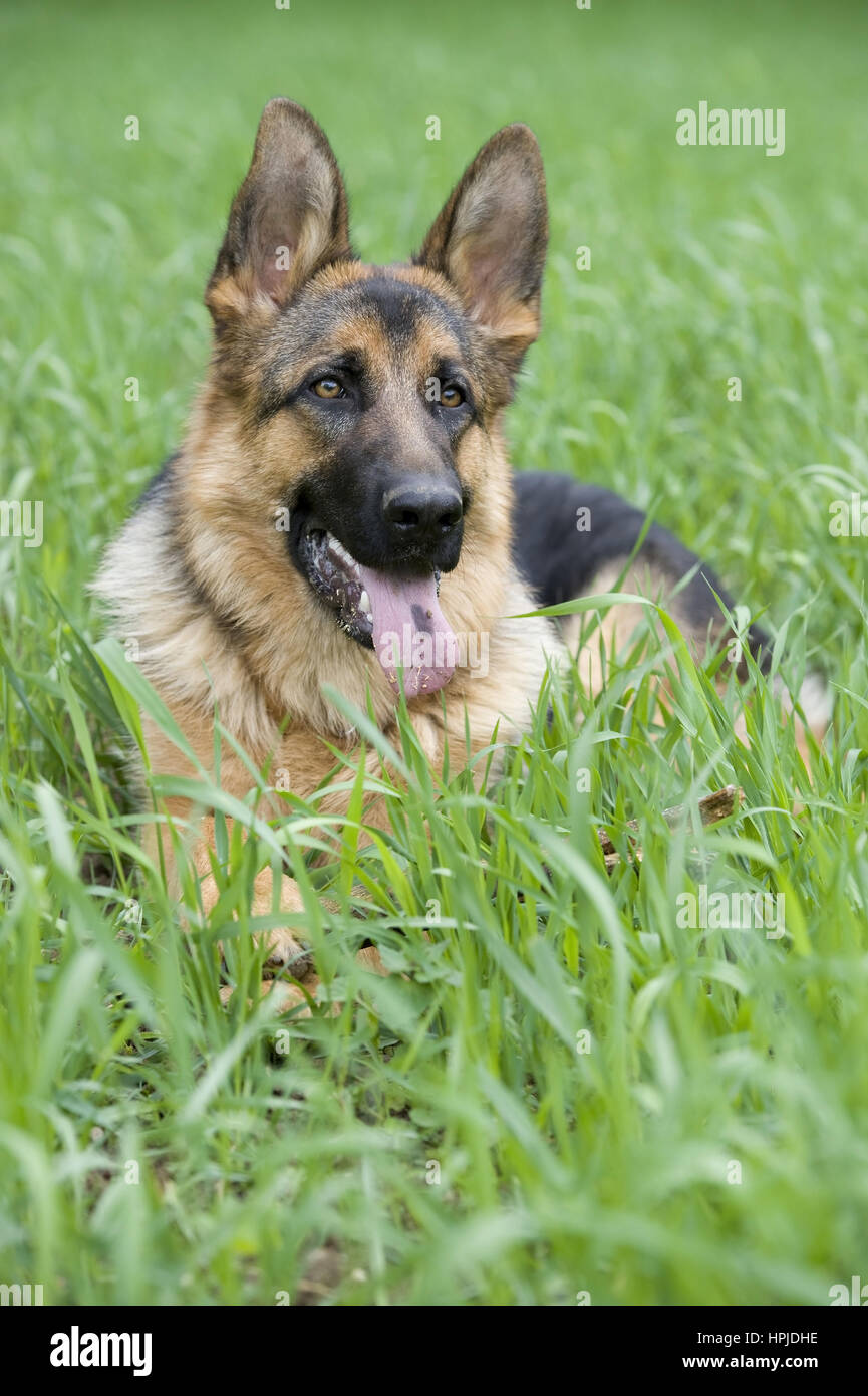 Deutscher schaeferhund hi-res stock photography and images - Alamy