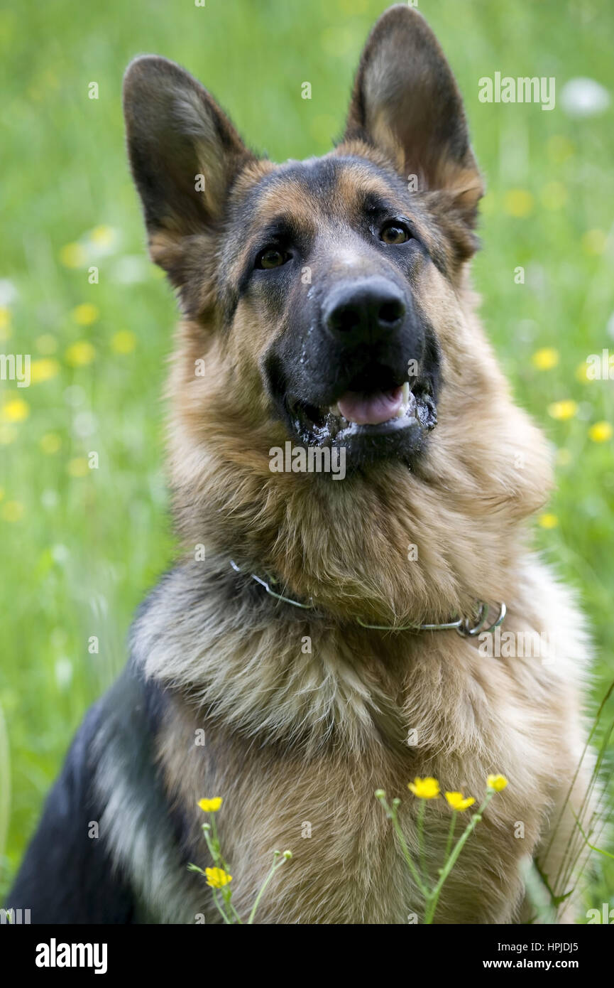 Schaeferhund - sheepdog Stock Photo - Alamy