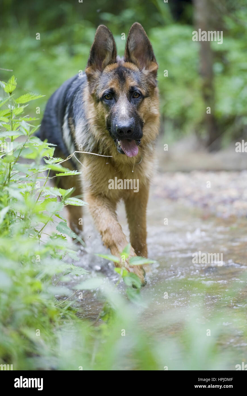 Schaeferhund hi-res stock photography and images - Alamy