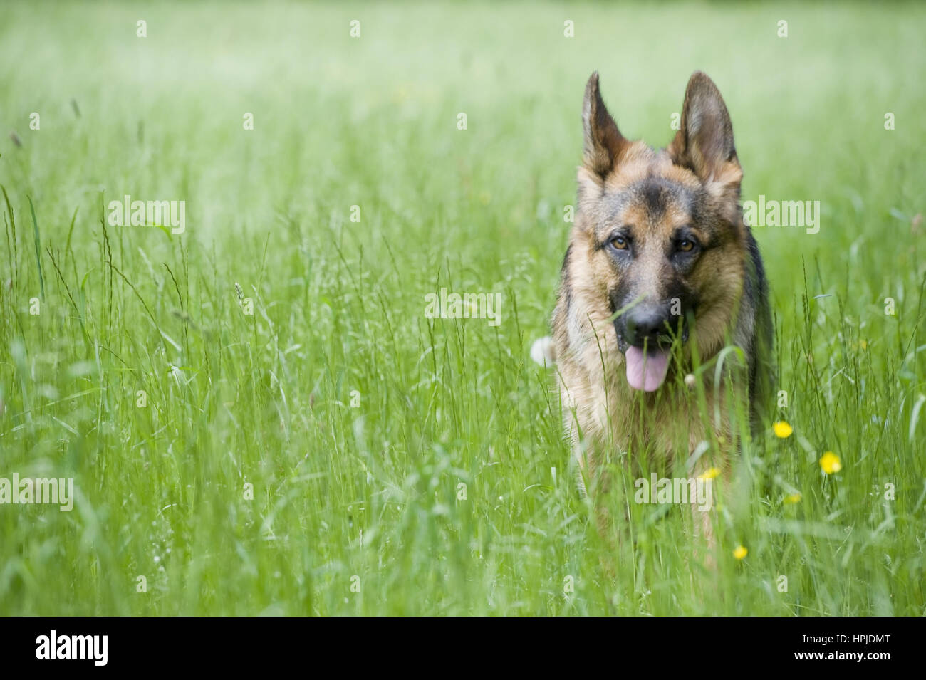 Schaeferhund - sheepdog Stock Photo - Alamy