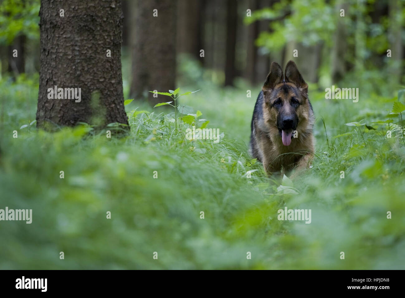 Schaeferhund - sheepdog Stock Photo - Alamy