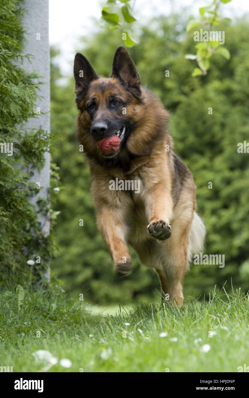 Schaeferhund - sheepdog Stock Photo - Alamy