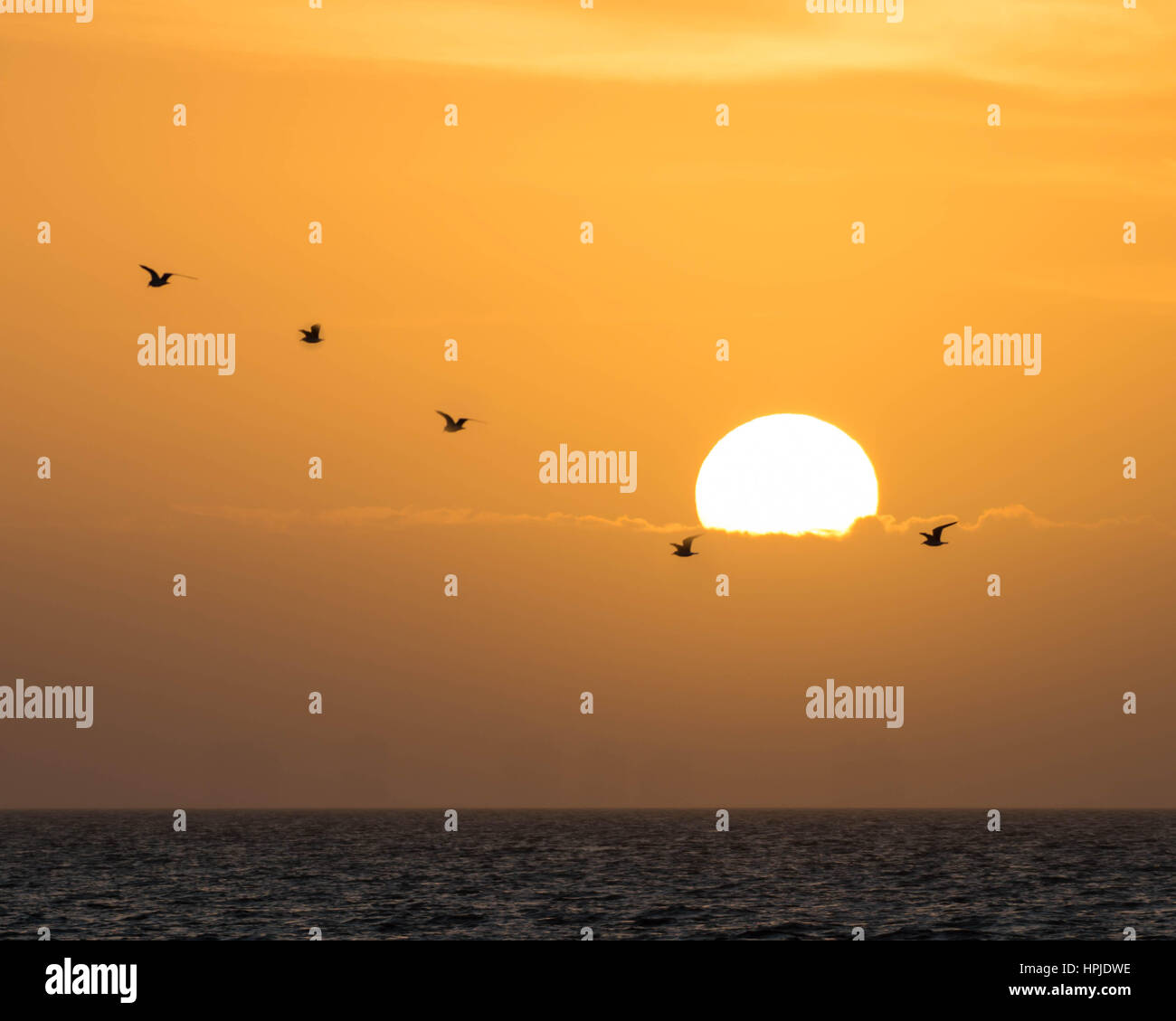 Gulls at sunrise hi-res stock photography and images - Alamy