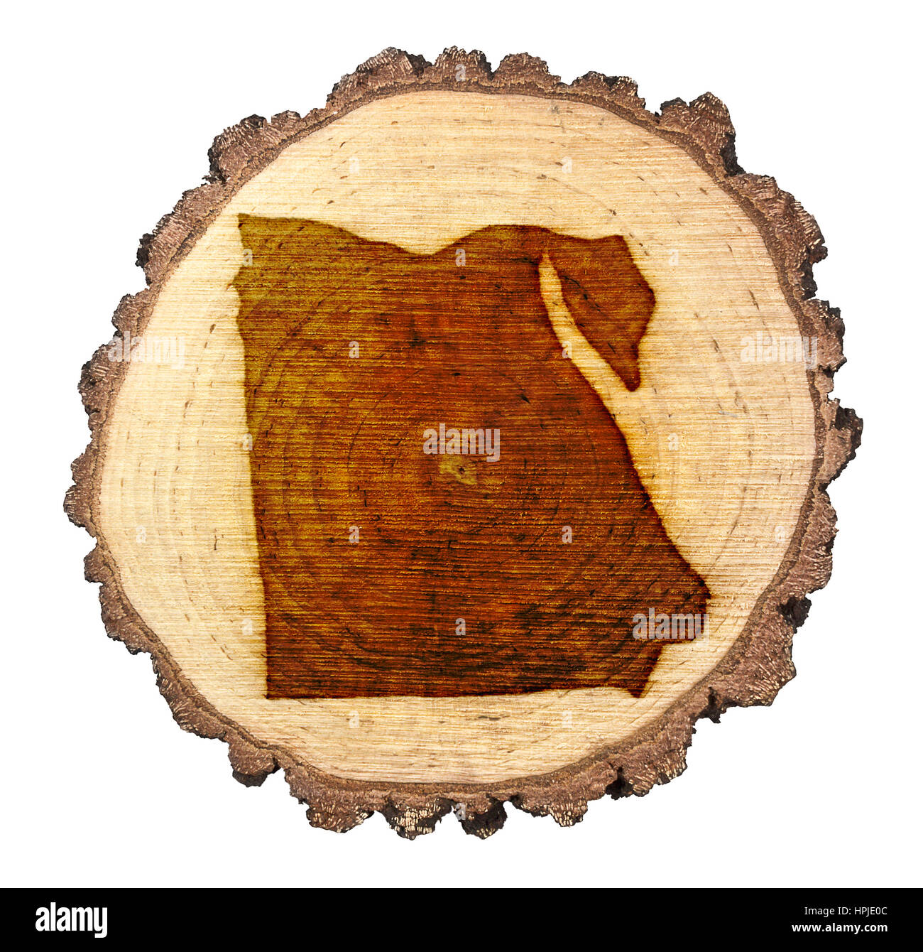 African oak tree Cut Out Stock Images & Pictures - Alamy