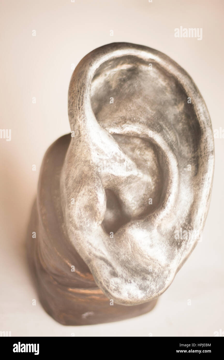 Human ear Audiologist medical model cast used for Audiologists to ...