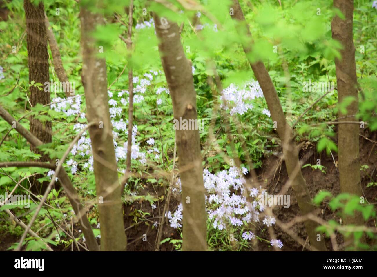 Timber lake hi-res stock photography and images - Alamy