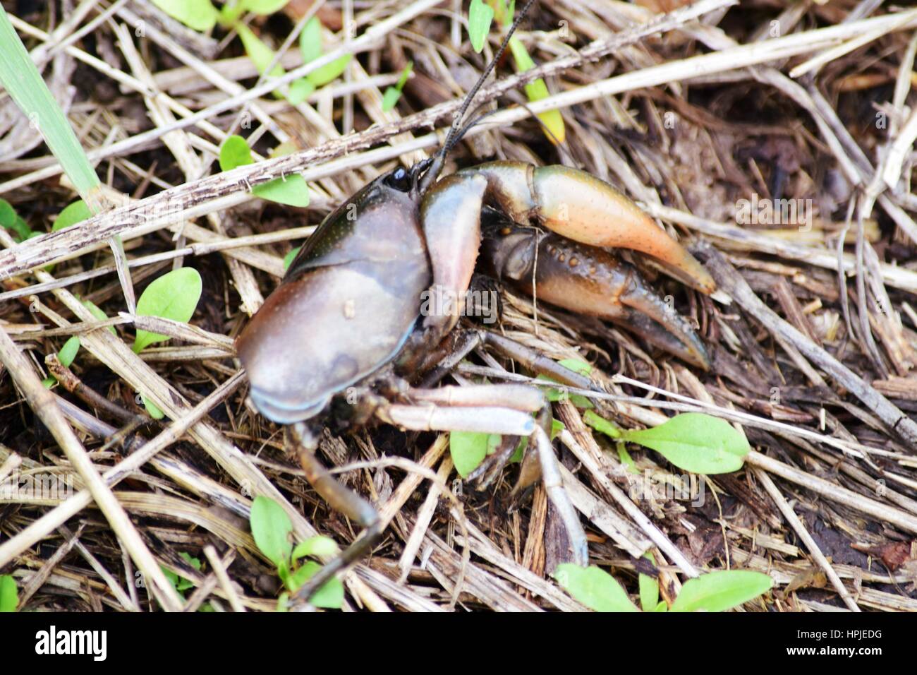 Crawdad hi-res stock photography and images - Alamy