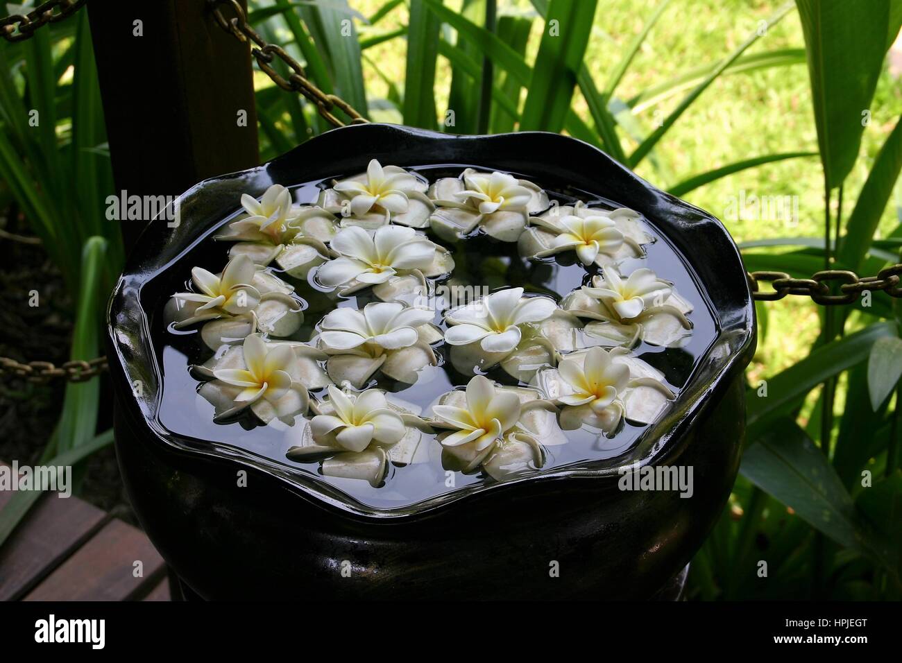 White frangipani flowers floating in water Stock Photo - Alamy