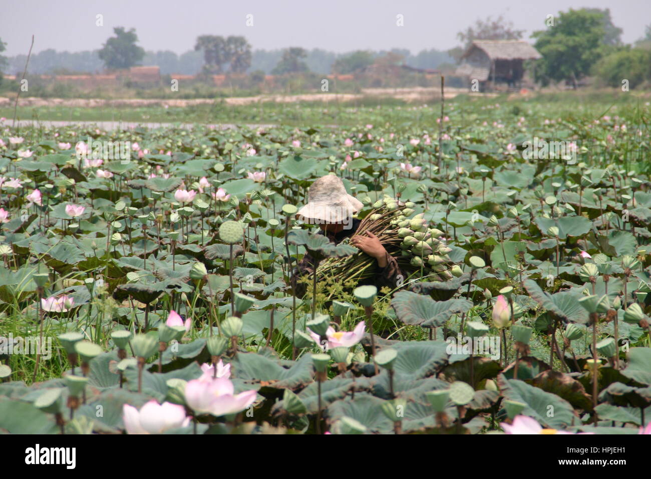 Lily seeds hi-res stock photography and images - Alamy