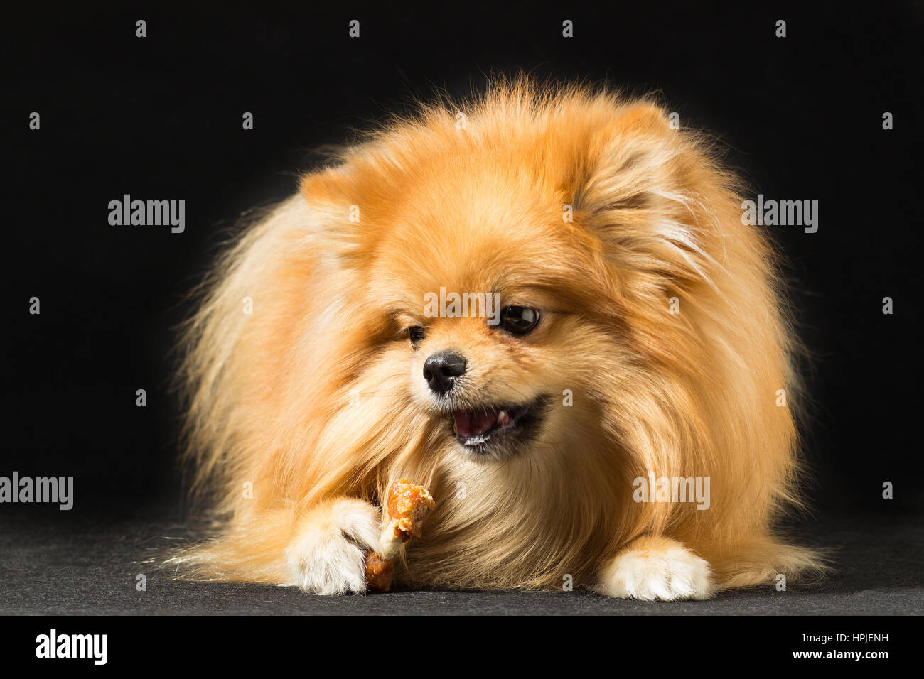 Small dog breeds Spitz eating sweets, isolated on black Stock Photo - Alamy
