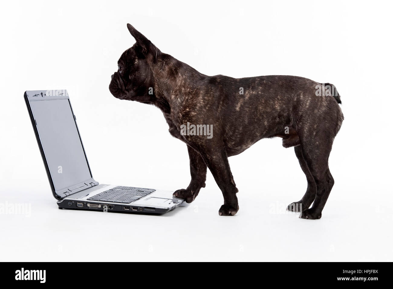 Franzoesische Bulldogge mit Laptop - French bulldog using laptop Stock ...