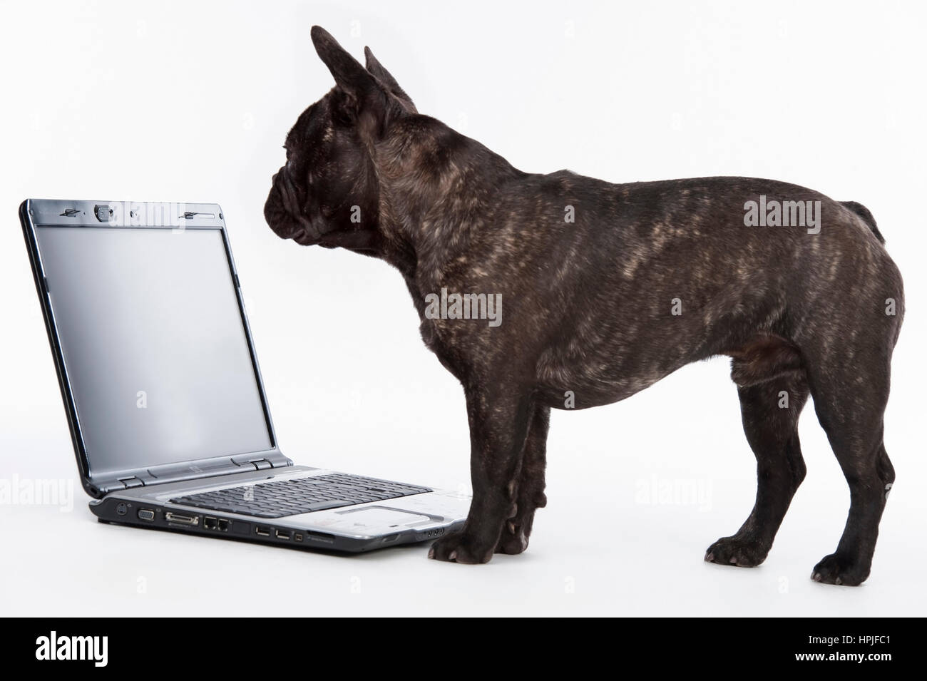 Franzoesische Bulldogge mit Laptop - French bulldog using laptop Stock ...