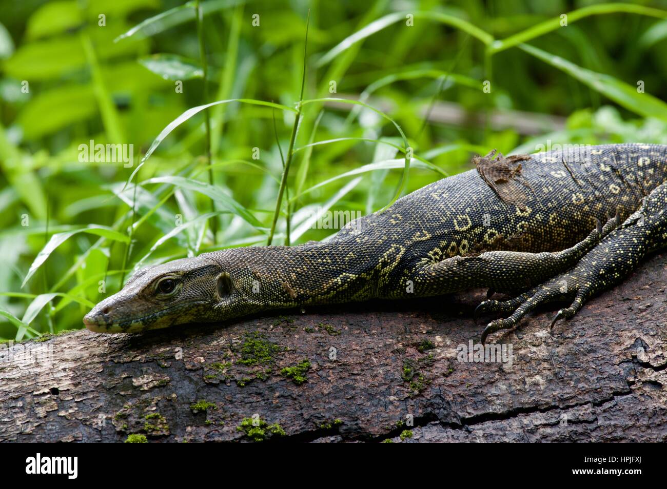 A Common Water Monitor lizard (Varanus salvator) basks on a log in Bako ...
