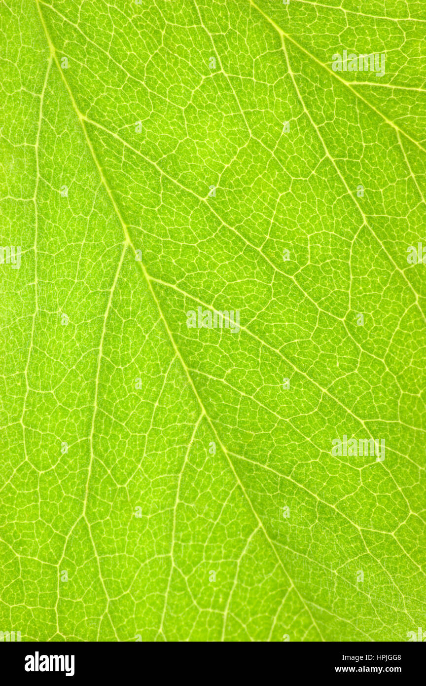 Detailed Green Leaf Macro Closeup, Vertical Background Pattern Texture ...