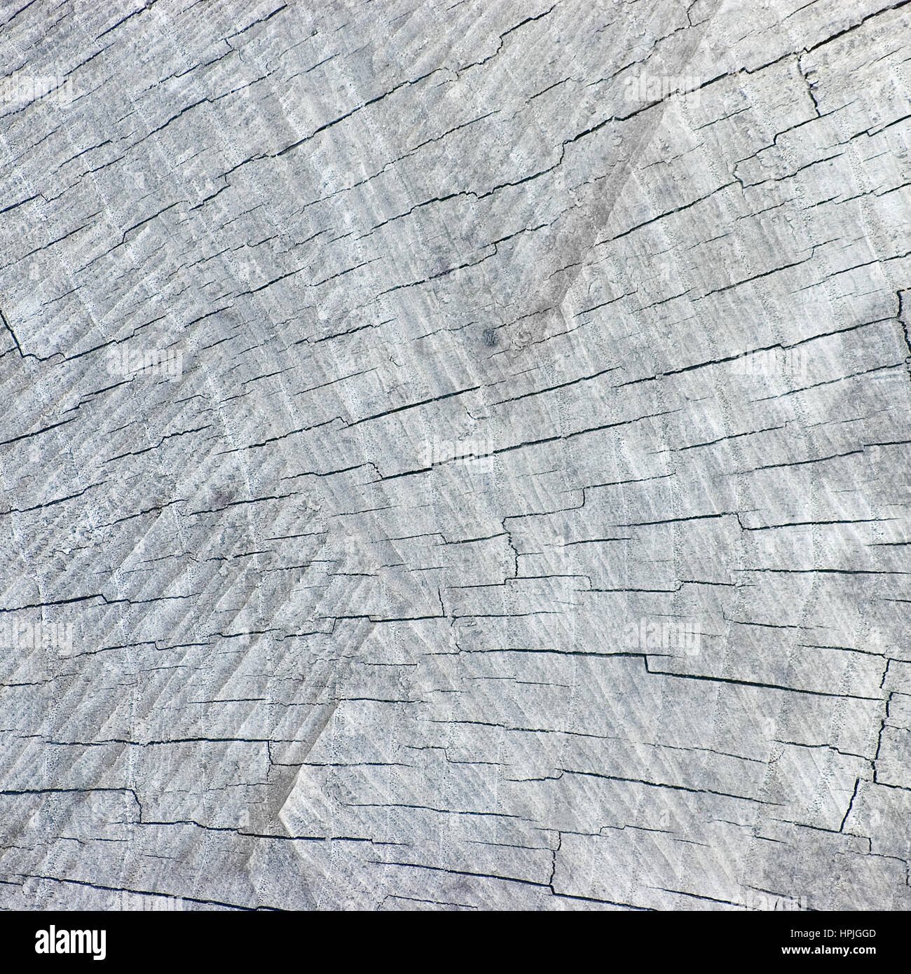 Natural Weathered Gray Tree Stump Cut Texture, Large Detailed ...