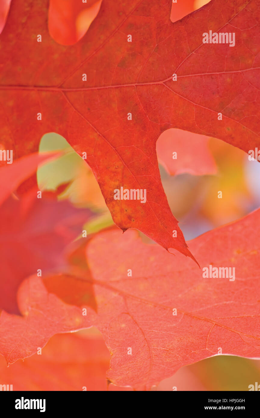 Red Oak Leaf In Autumn, Detailed Vertical Pattern Closeup Background ...