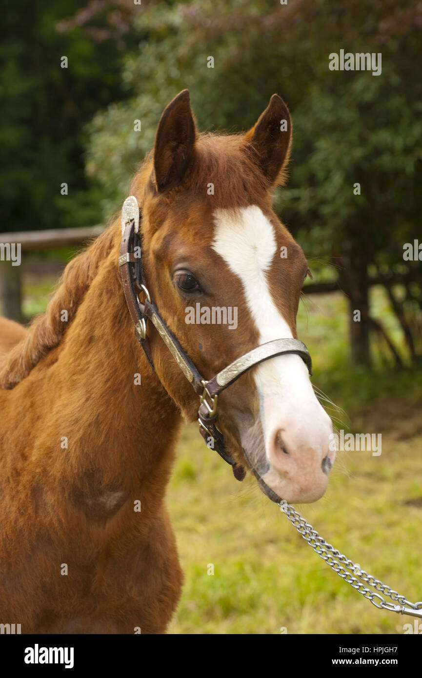 Pferd - horse Stock Photo - Alamy