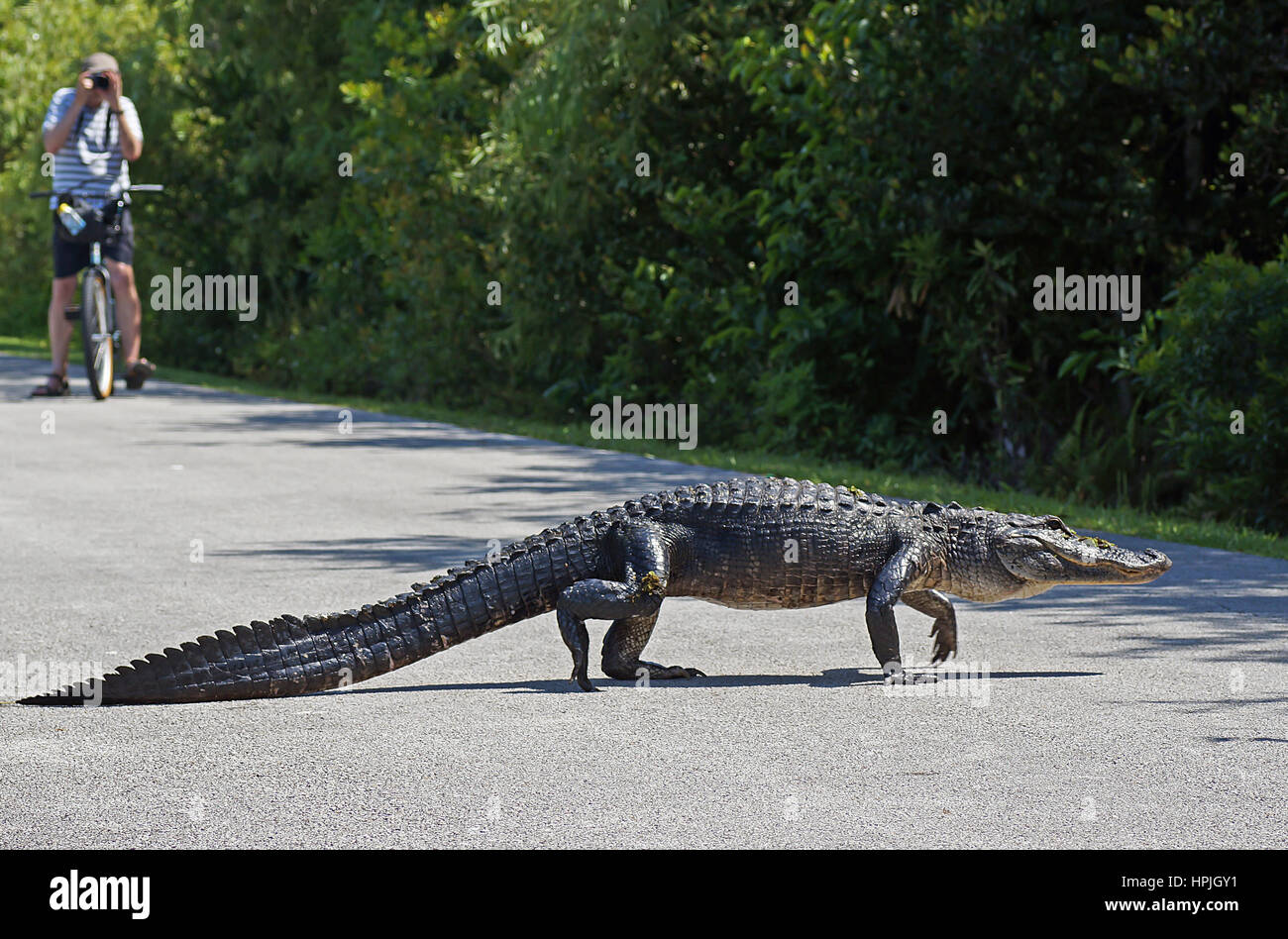 Shark valley florida cycle hi-res stock photography and images - Alamy