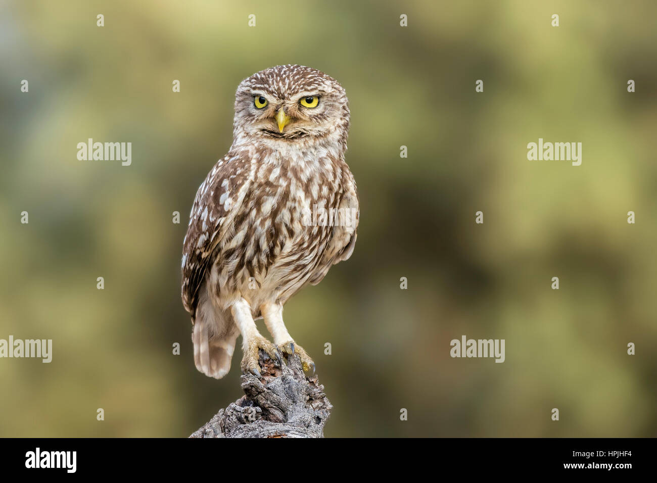 Owl head cut out hi-res stock photography and images - Alamy