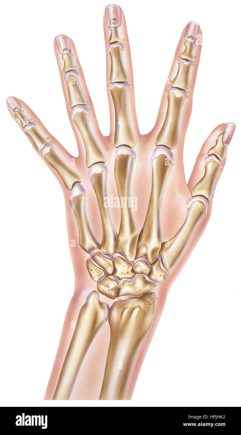 Human Hand - Normal Showing Bones and Joints Stock Photo - Alamy