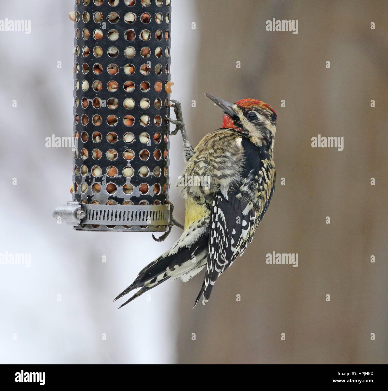 Feeding Yellow-bellied Sapsucker Stock Photo - Alamy