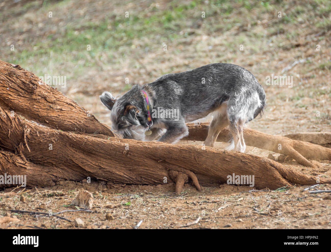 A small, gray dog digging a hole between large tree roots Stock Photo ...