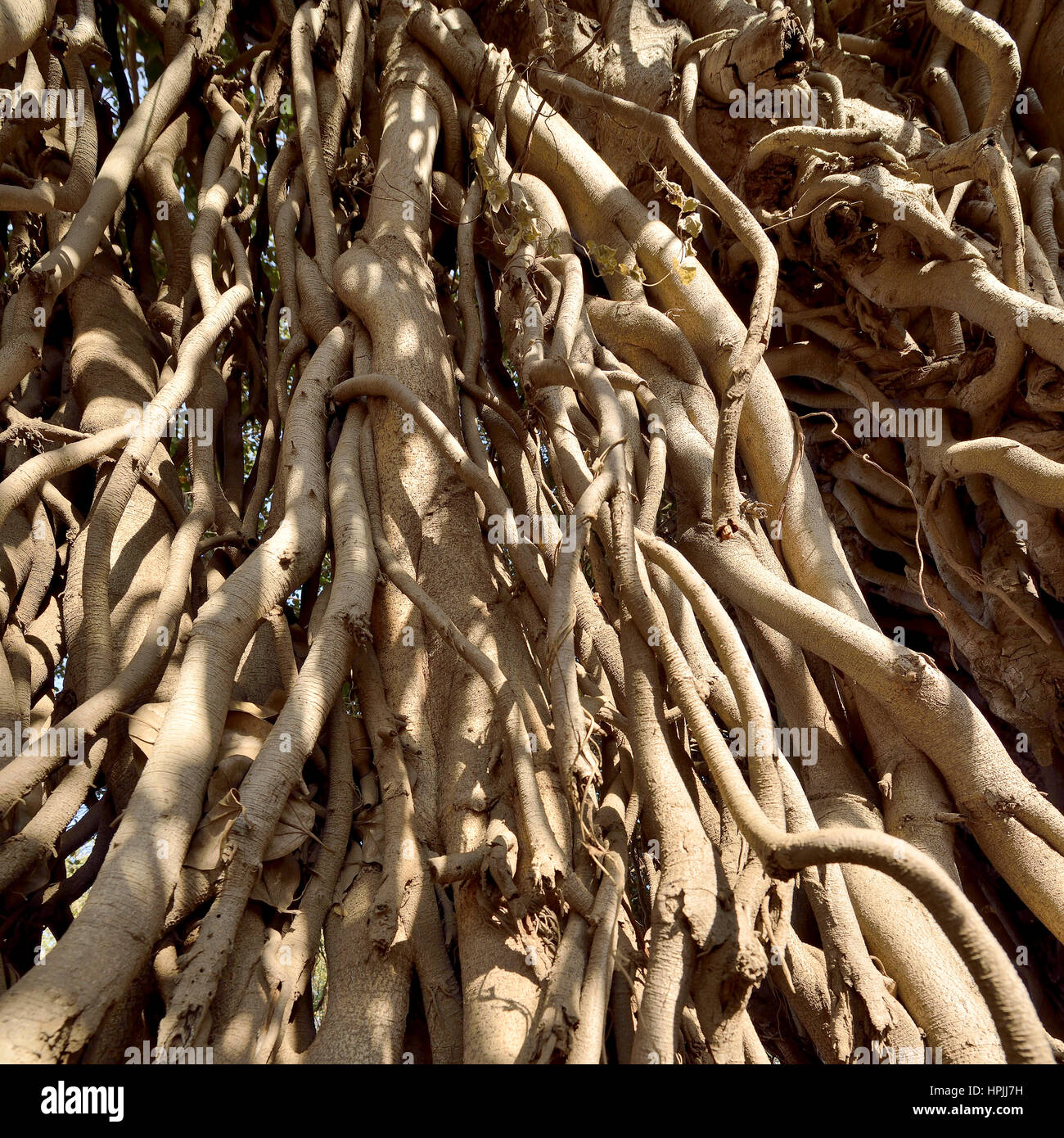 Banyan tree stem hi-res stock photography and images - Alamy