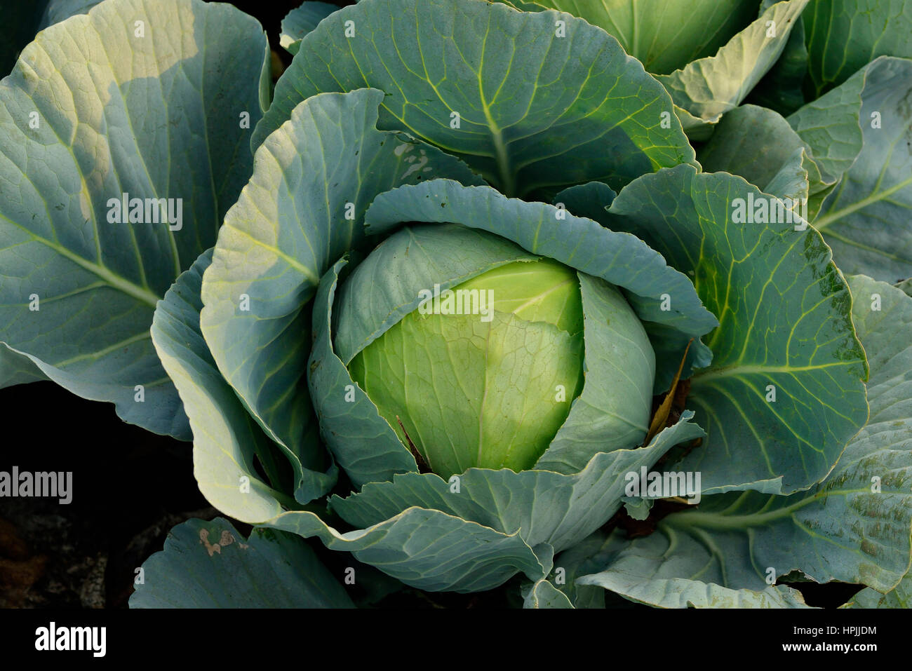 Close up of Fresh Cabbage Stock Photo - Alamy