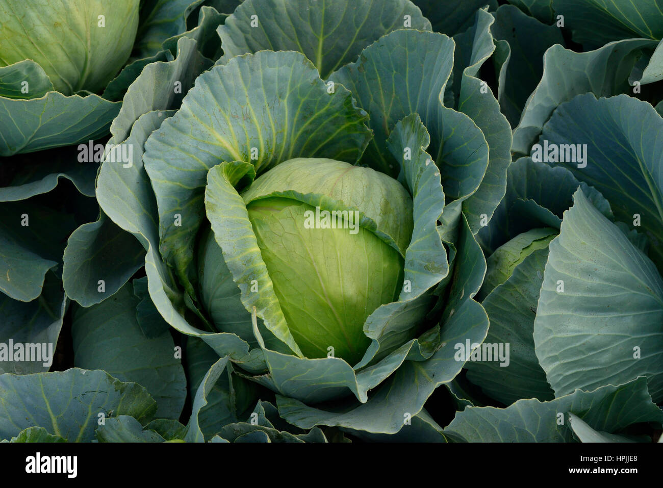 Fresh Green Cabbage Stock Photo - Alamy