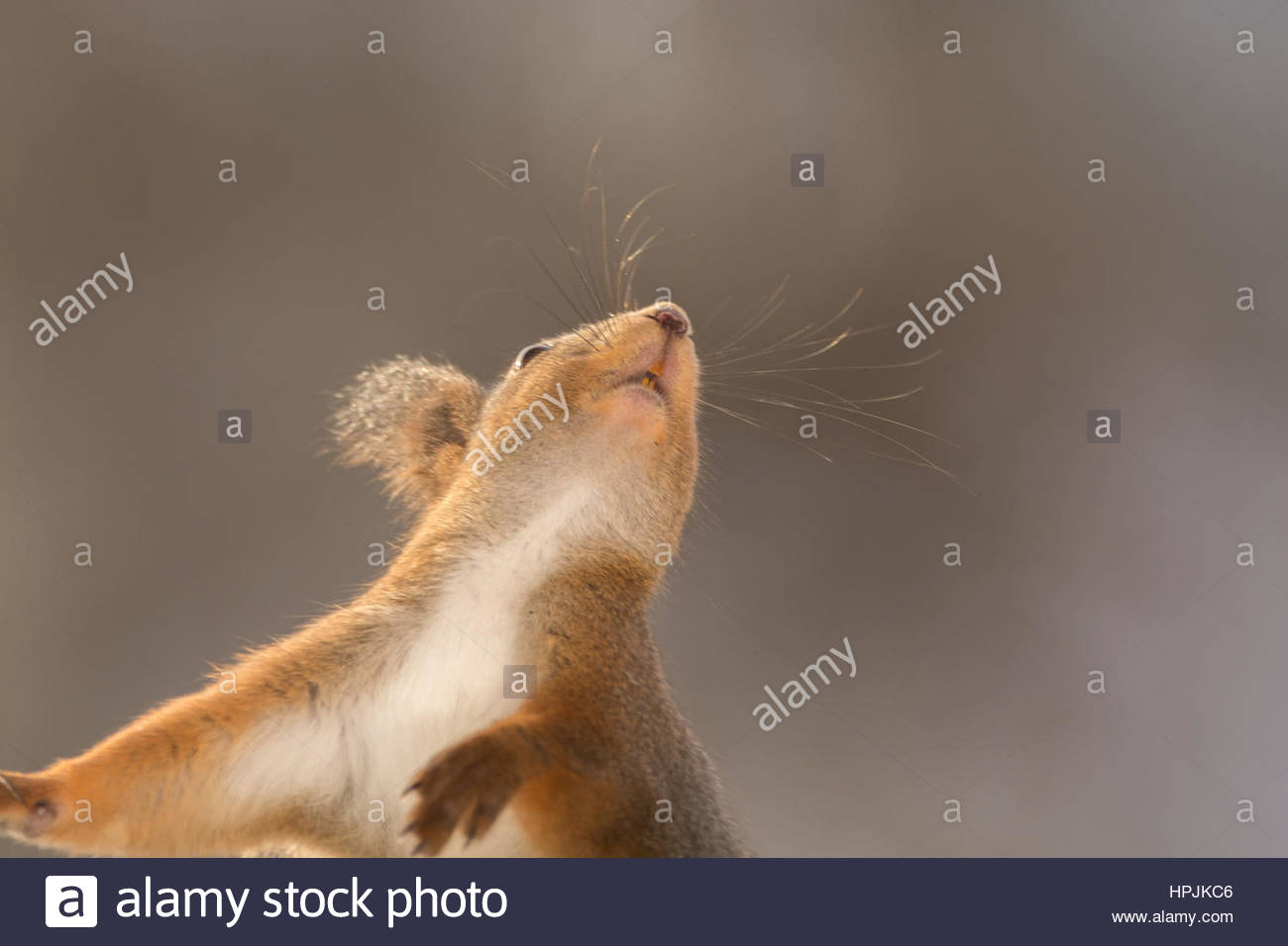 Squirrel Teeth Stock Photos & Squirrel Teeth Stock Images - Alamy