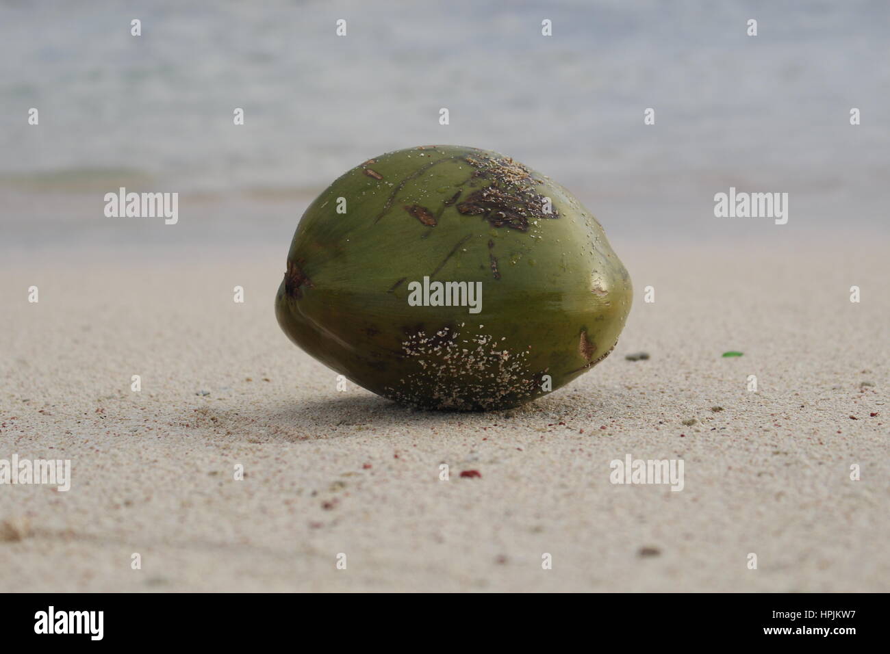 Fallen coconut tree hi-res stock photography and images - Alamy