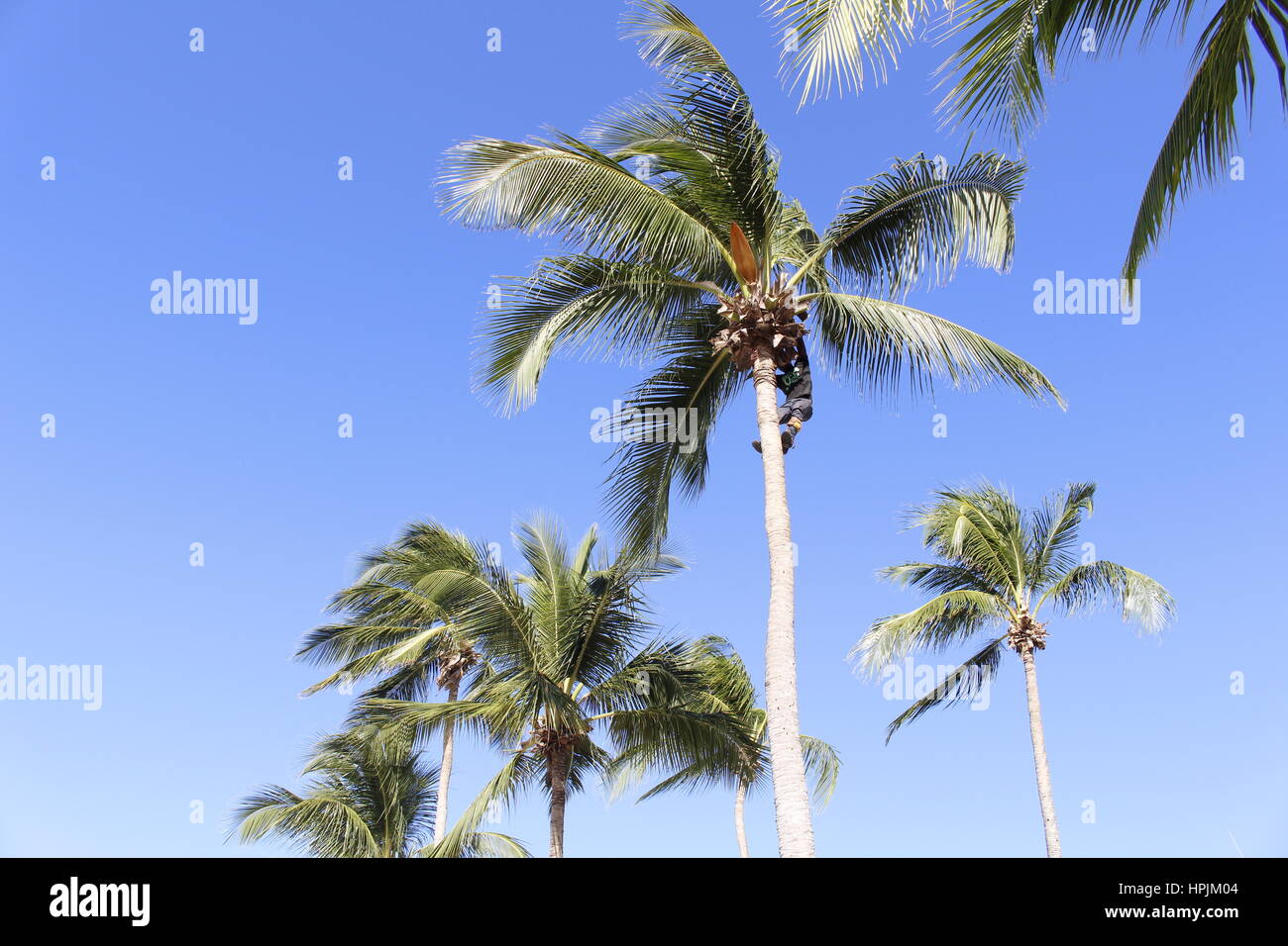 Cutting down palm trees hi-res stock photography and images - Alamy