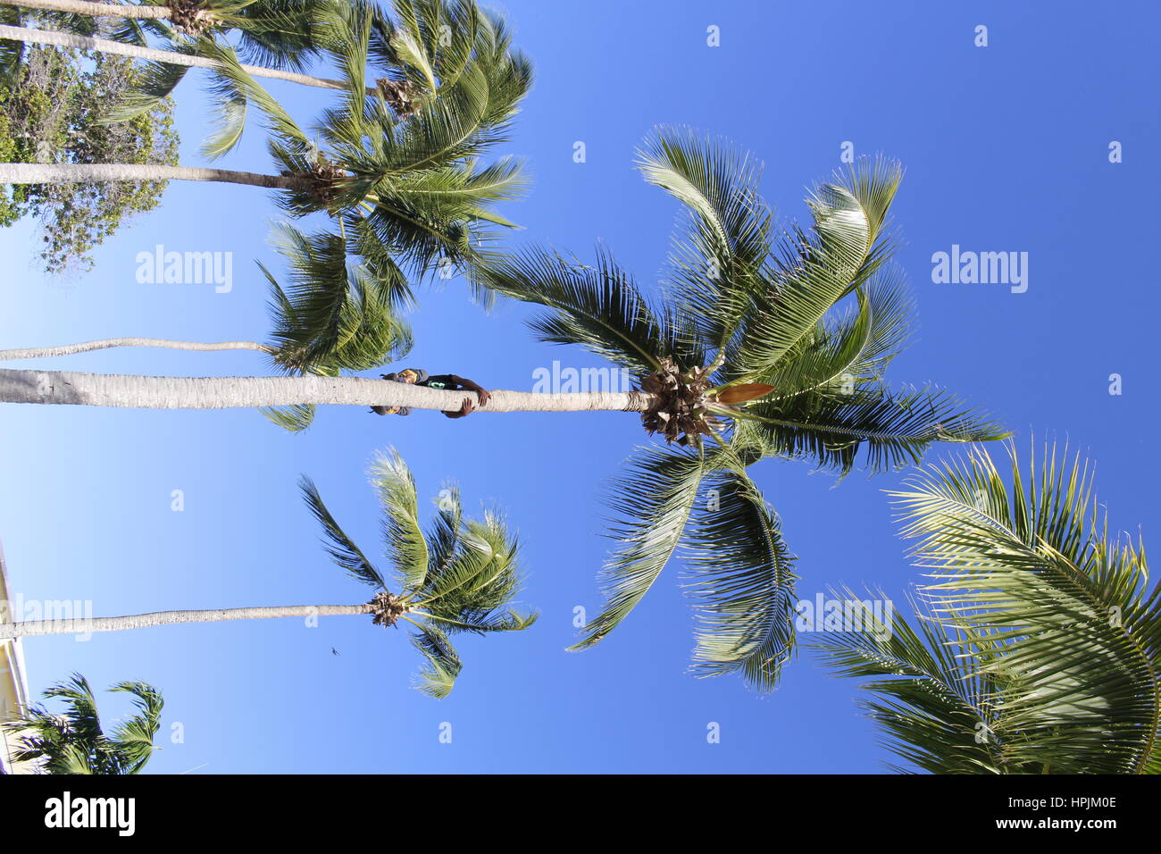 Cut down palm tree hi-res stock photography and images - Alamy